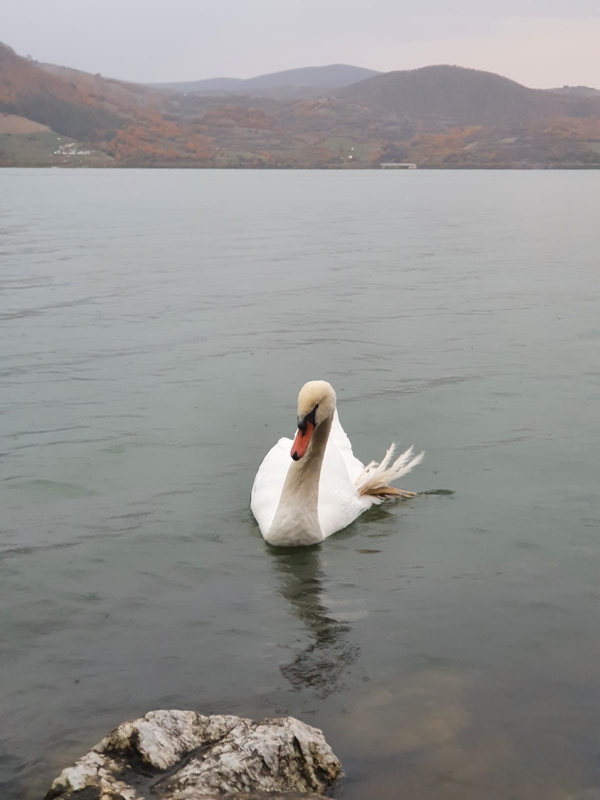 Labud u Donjem Milanovcu