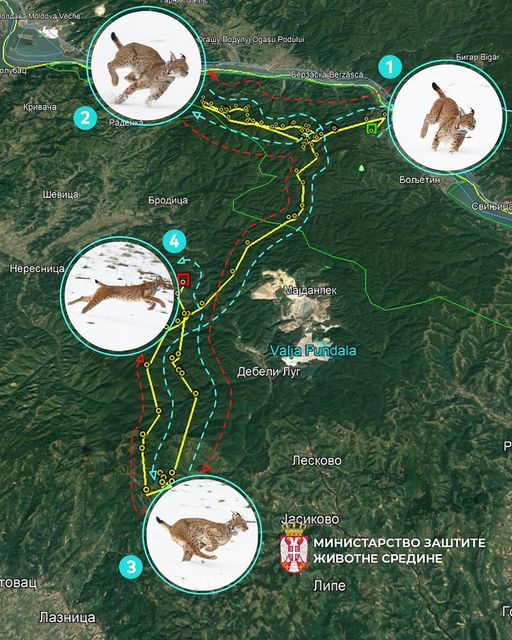 Jedinka risa se po prvi put prati u Srbiji